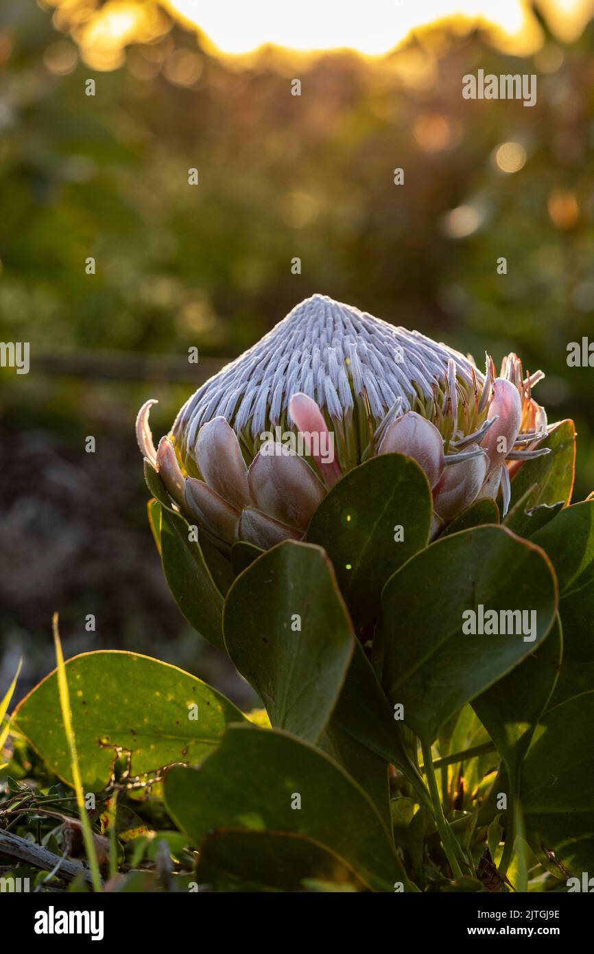 A vertical shot of the closeup of a blooming flower of queen protea ...