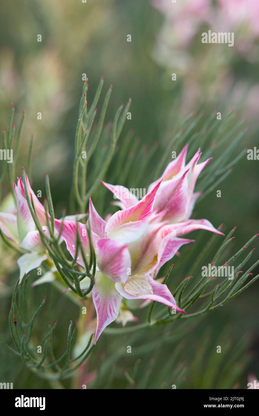 Protea blushing bride hi-res stock photography and images - Alamy