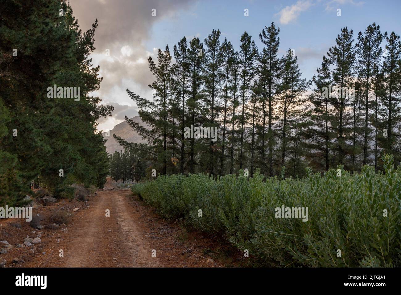 A narrow one-way road for vehicles through the high trees and plants of ...