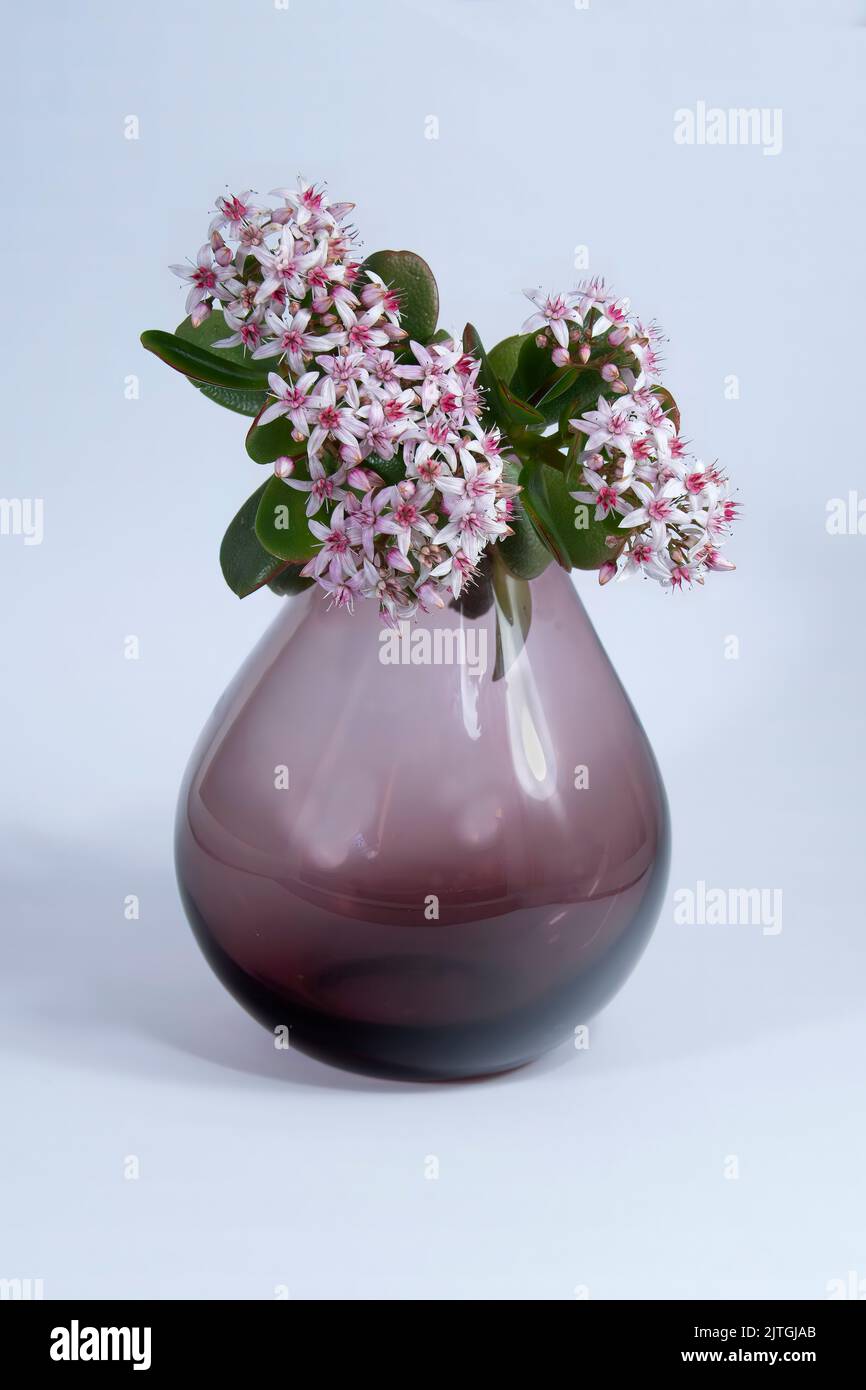 Beautiful fresh Jade Plant flowers in a brown glass vase isolated on a ...