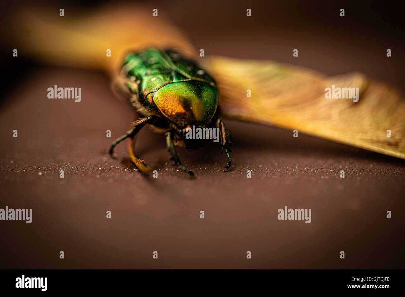 Bronze ground beetle hi-res stock photography and images - Alamy