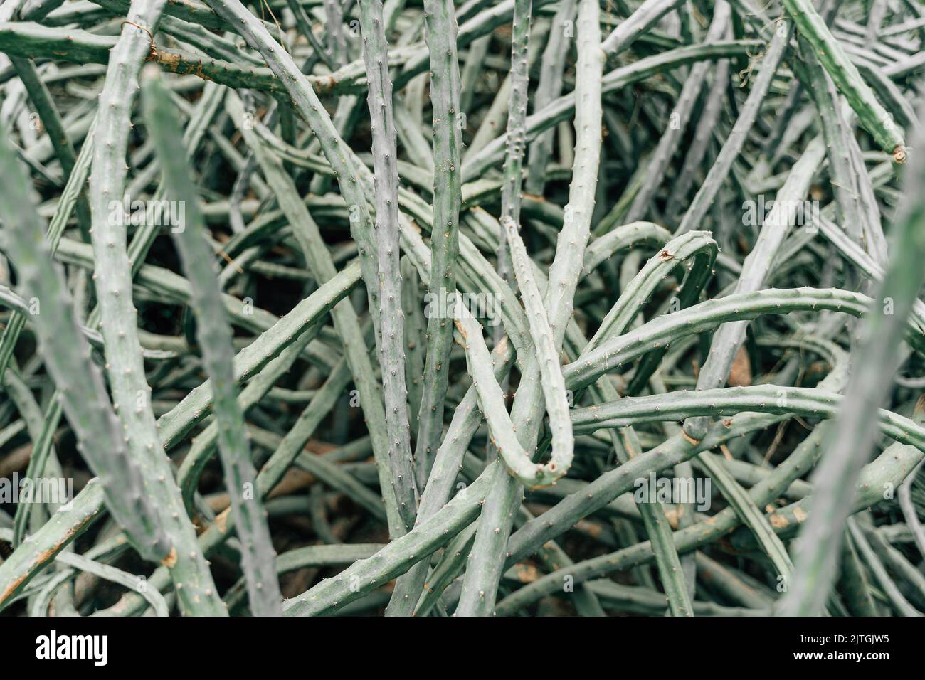 Cactus background texture, nature pattern Stock Photo - Alamy