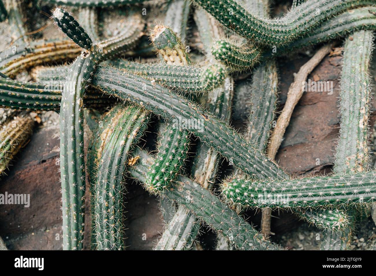 Cactus background texture, nature pattern Stock Photo - Alamy