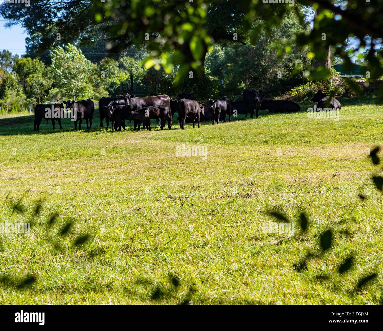 Nc cow farm hi-res stock photography and images - Alamy