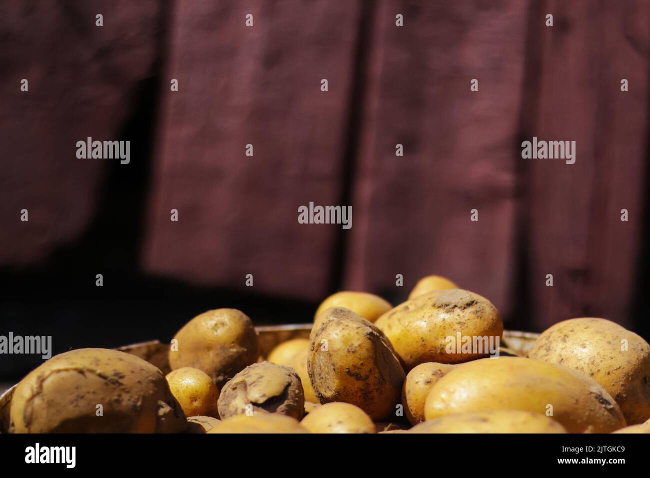 Defocus closeup yellow potato. A closeup side view of a pile of freshly ...