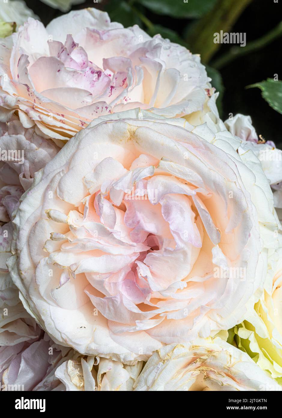 Eden climbing rose hi-res stock photography and images - Alamy