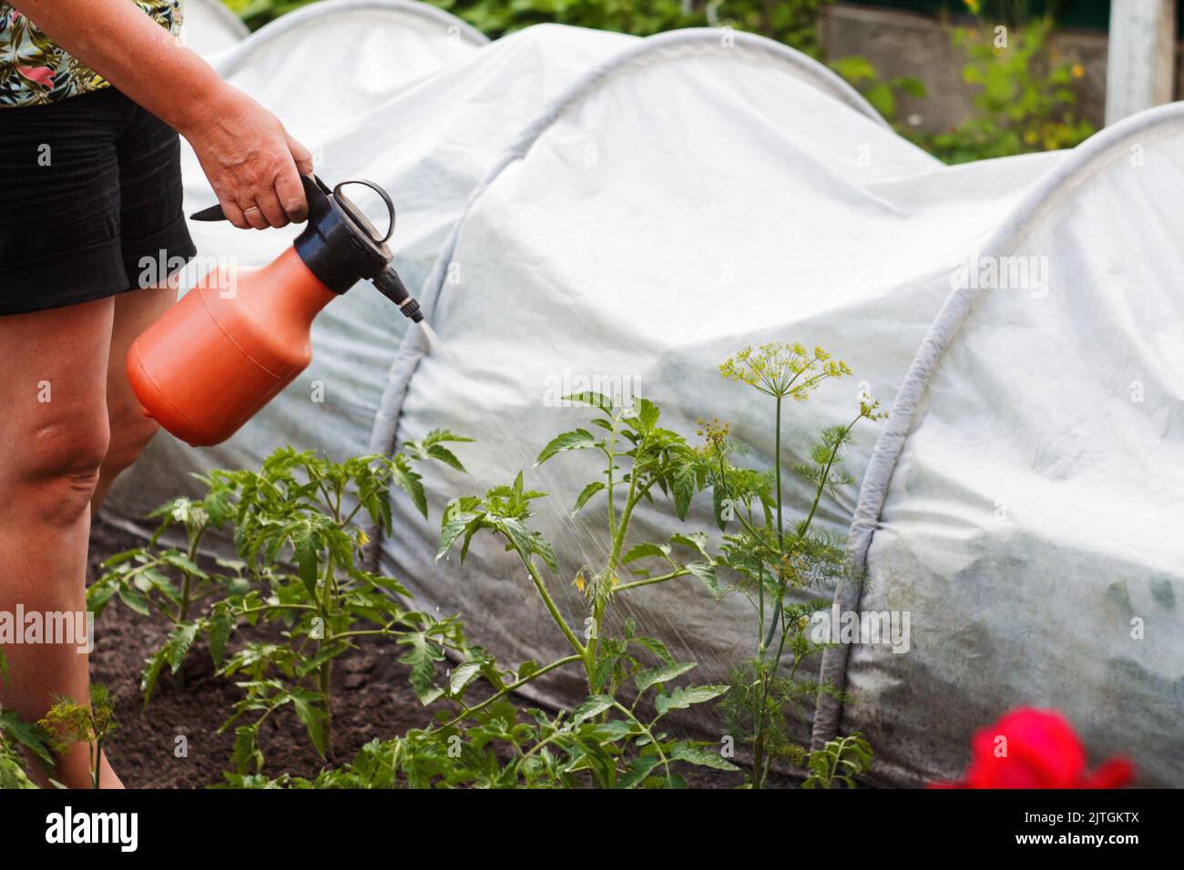 Defocus tomato spraying. Spraying of tomato bushes. Protecting tomato ...