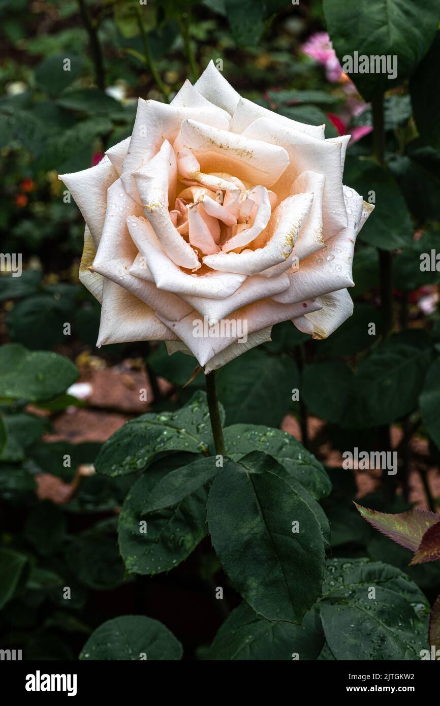 Flowers of ‘Elina’ Rose Stock Photo - Alamy