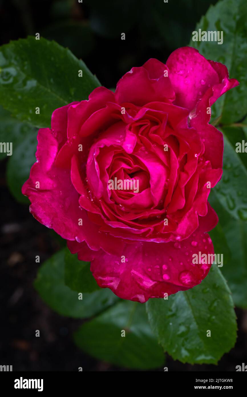 Flowers of ‘Fiji’ Hybrid Tea Rose Stock Photo - Alamy