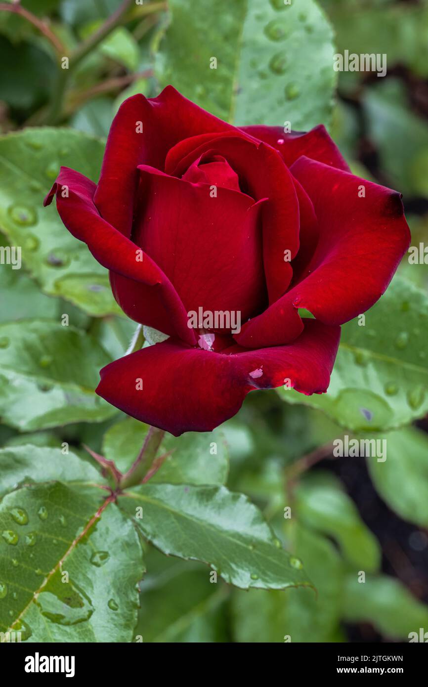 Flowers of ‘Forever Yours’ Hybrid Tea Rose Stock Photo - Alamy