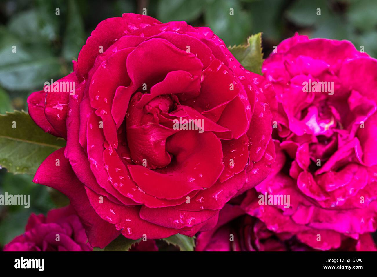 Flowers of ‘Firefighter’ Hybrid Tea Rose Stock Photo - Alamy