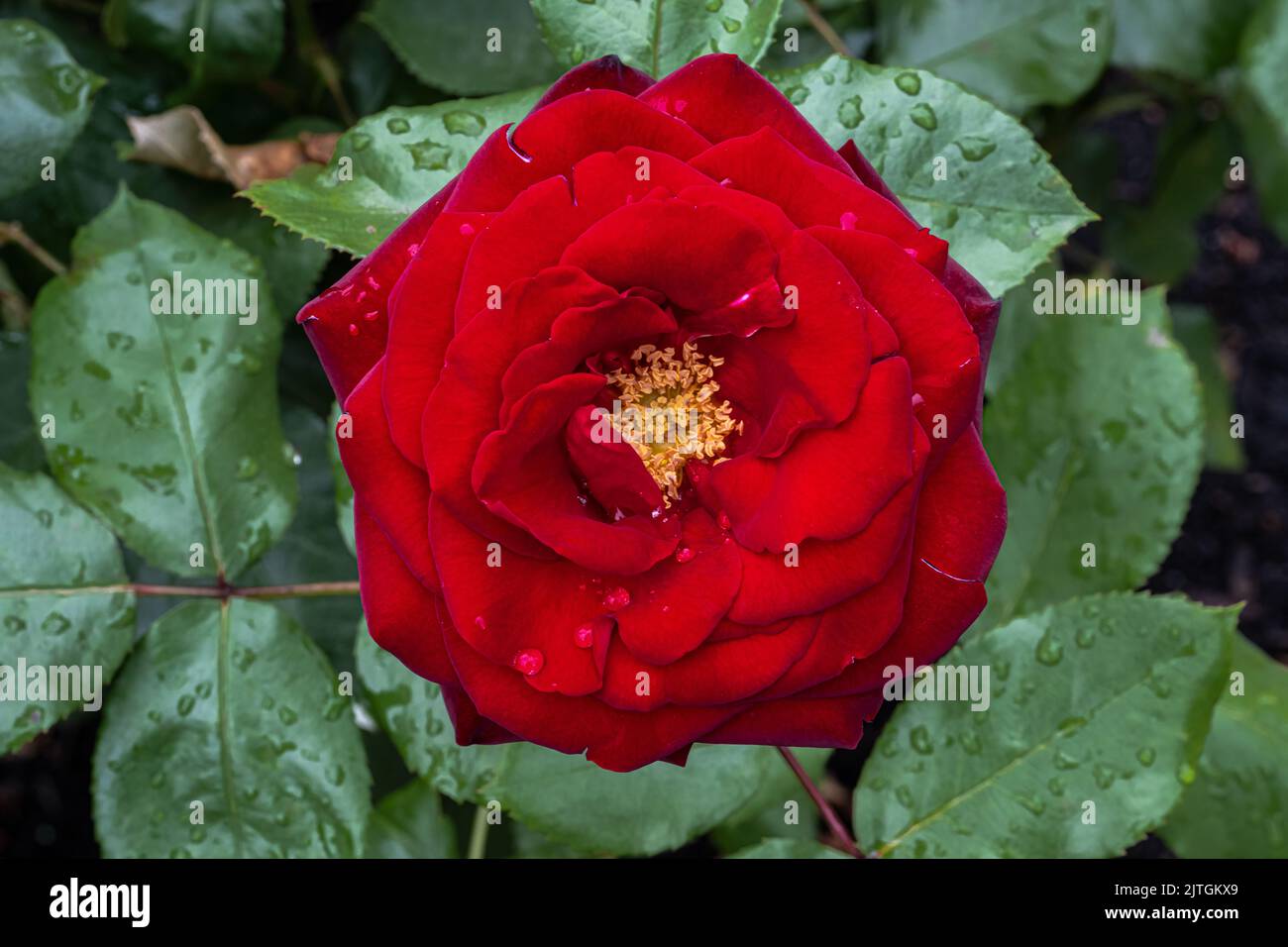 Flowers of ‘Forever Yours’ Hybrid Tea Rose Stock Photo - Alamy