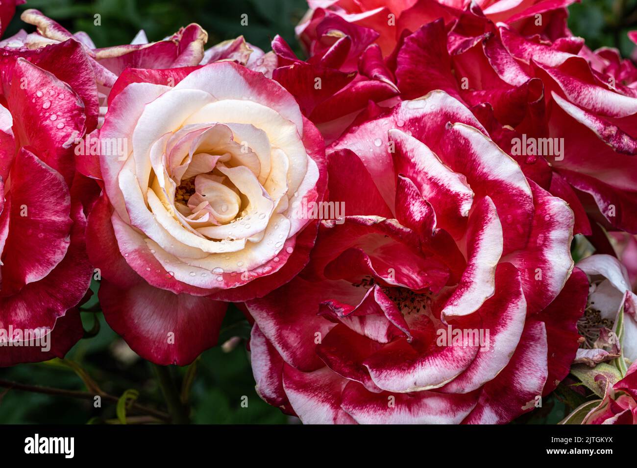 Flowers of ‘Gemini’ Hybrid Tea Rose Stock Photo - Alamy