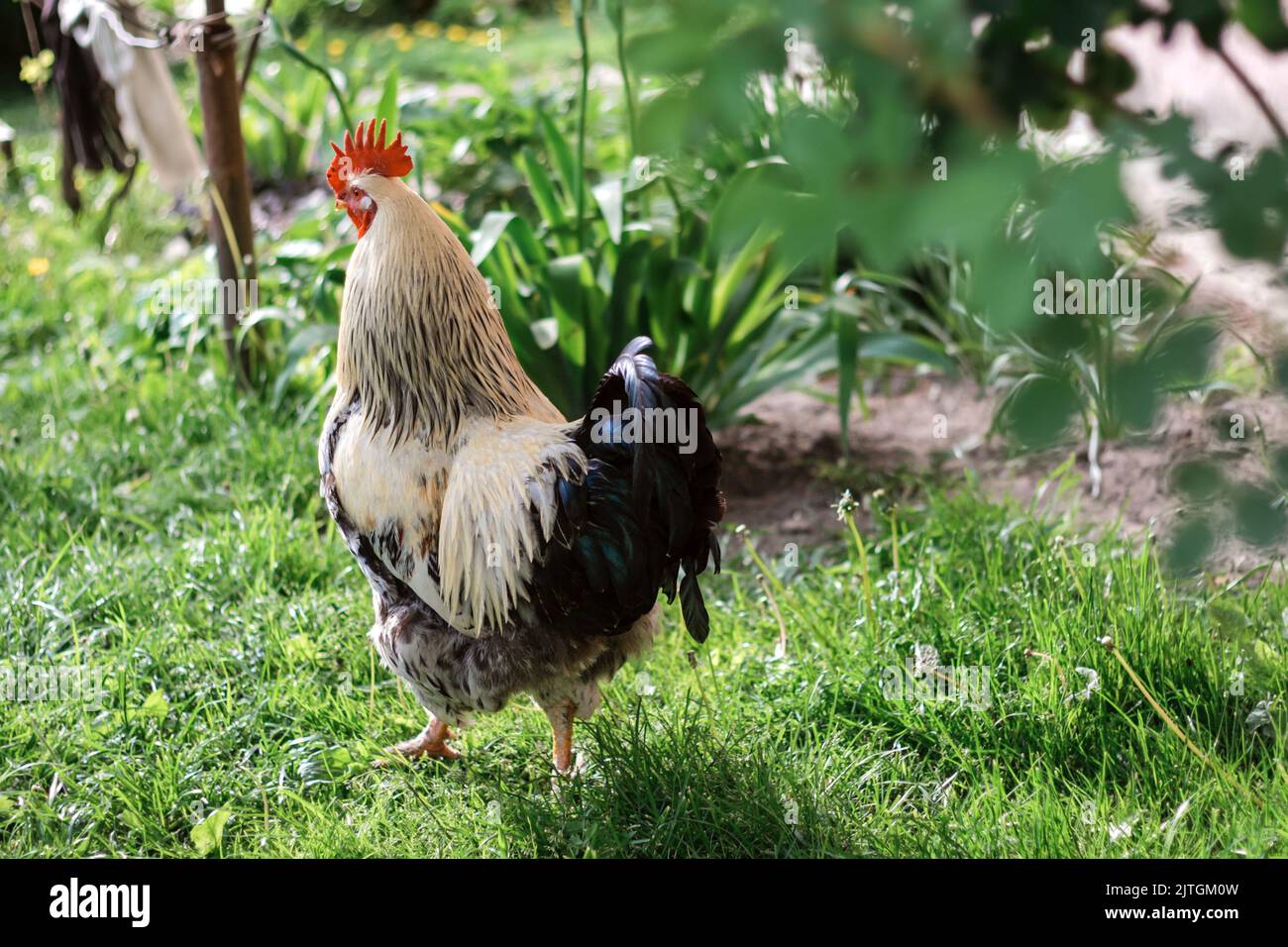 Defocus rooster chicken on a green nature background. Back view. Garden ...