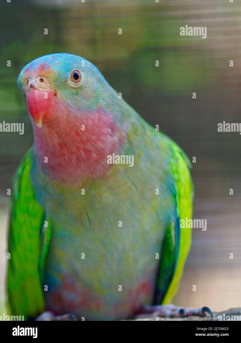 Exquisite superlative male Princess Parrot with spectacular plumage ...