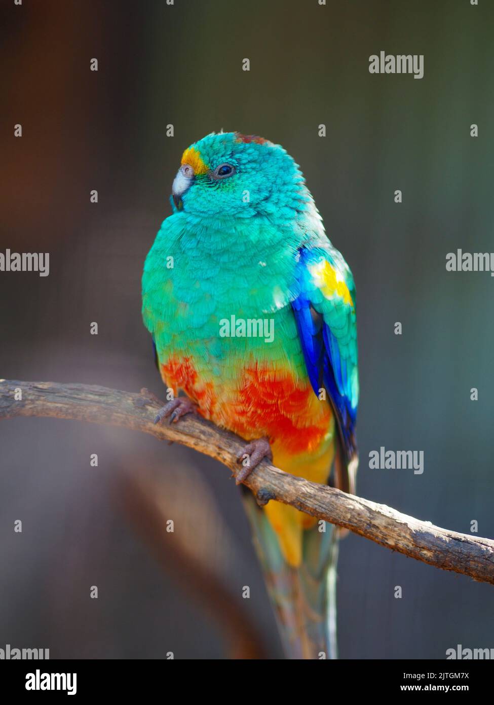 Fascinating delightful male Mulga Parrot with bright showy plumage ...