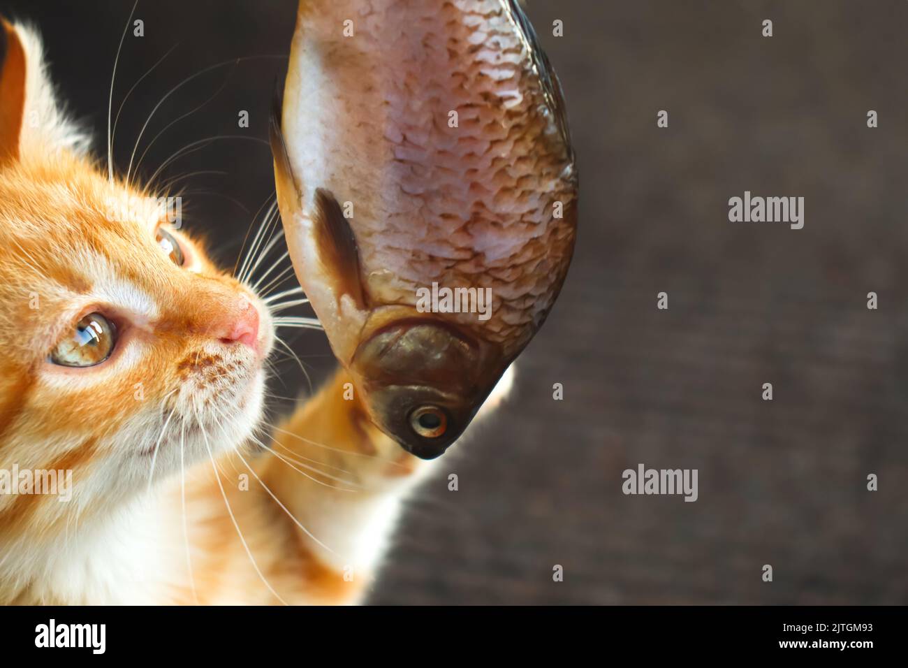 Defocus red kitten touching river fish. Red cat wants to steal a big ...