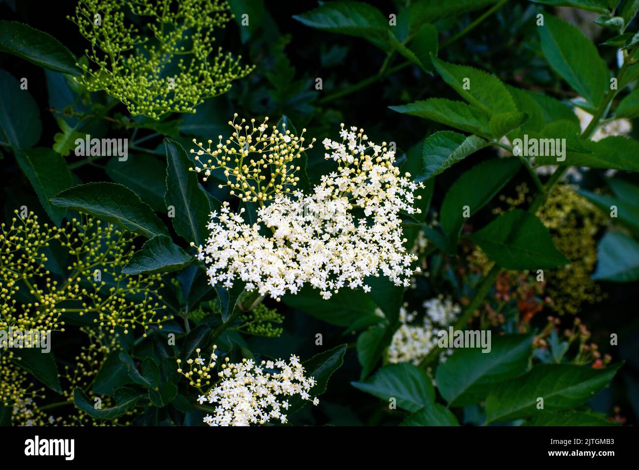 A closeup shot of blooming white ground elder flowers Stock Photo - Alamy
