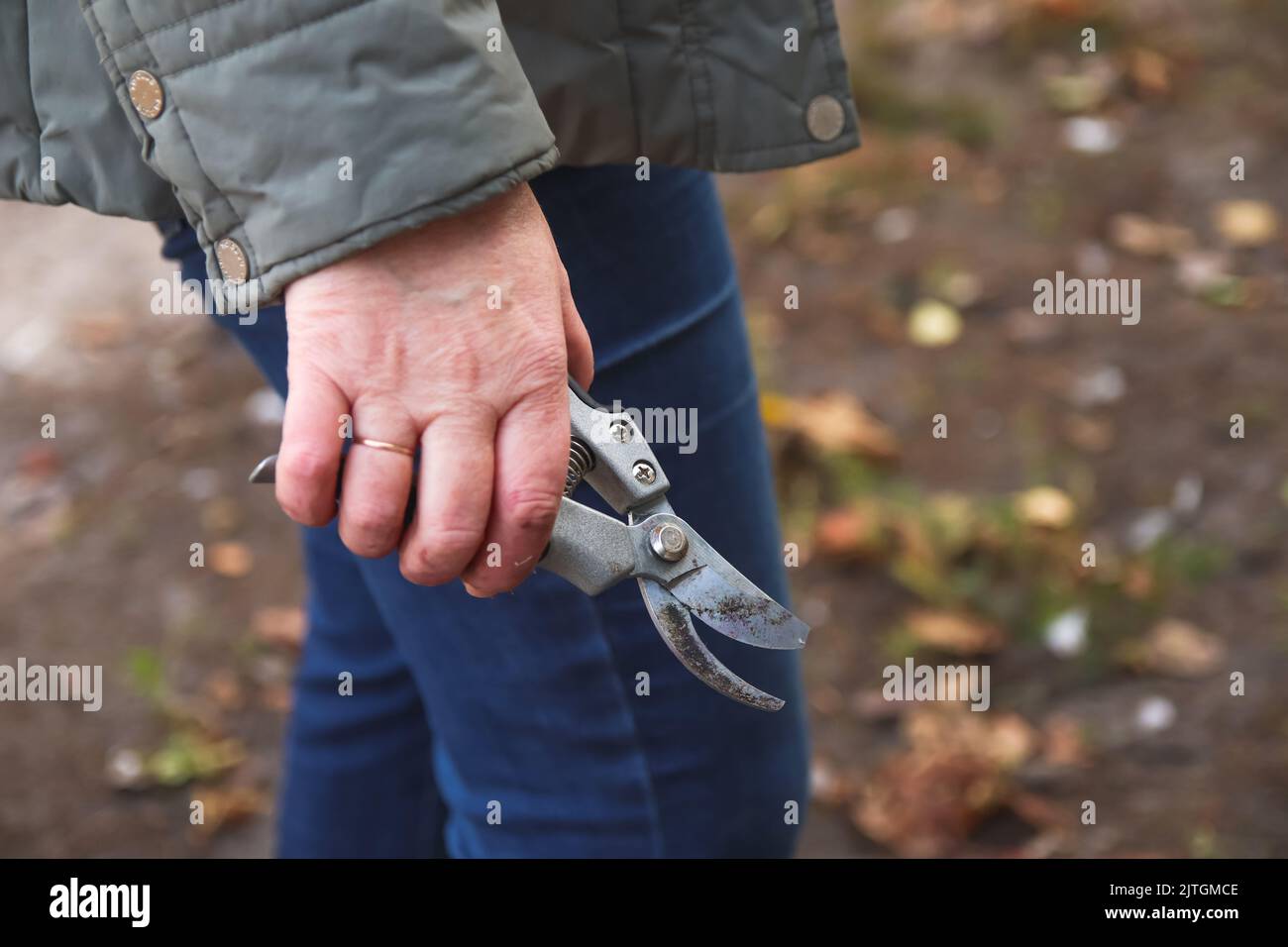 Defocus gardening scissors. Female hand holding gardening scissors ...