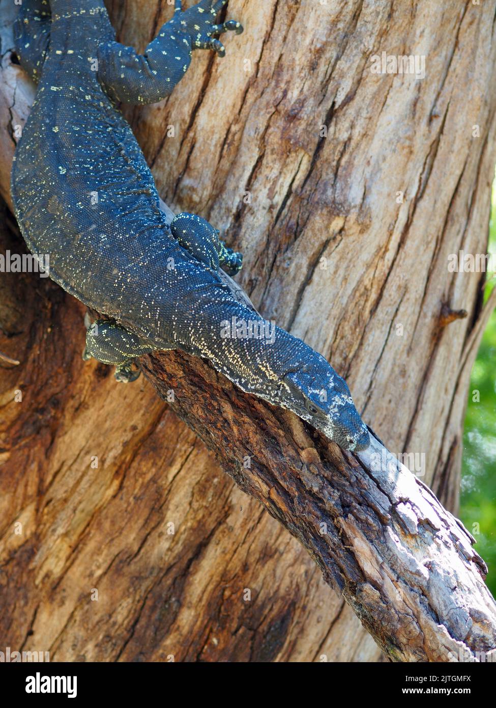 Nimble-footed agile Lace Monitor with spectacular skin markings Stock ...