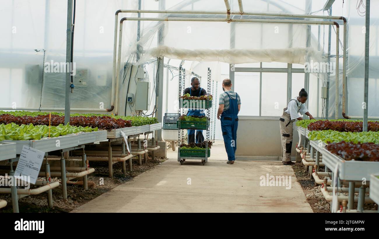 African american organic farm worker entering building while pushing ...