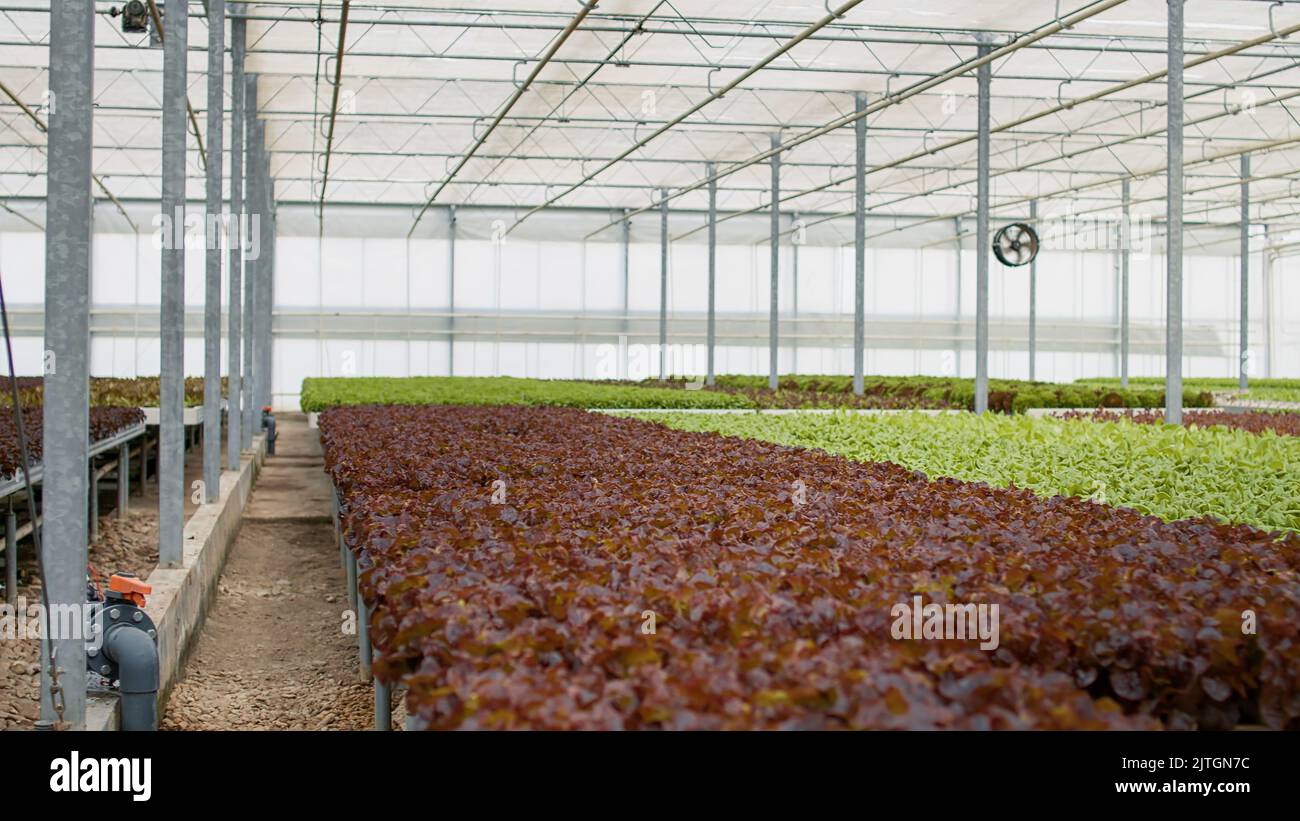 No people in greenhouse with hydroponic system growing bio lettuce for ...