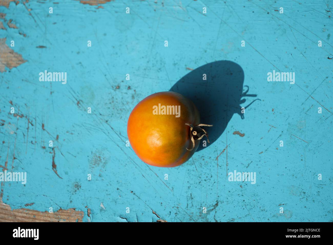 Defocus orange tomato on blue background. One ripe juicy red fresh ...