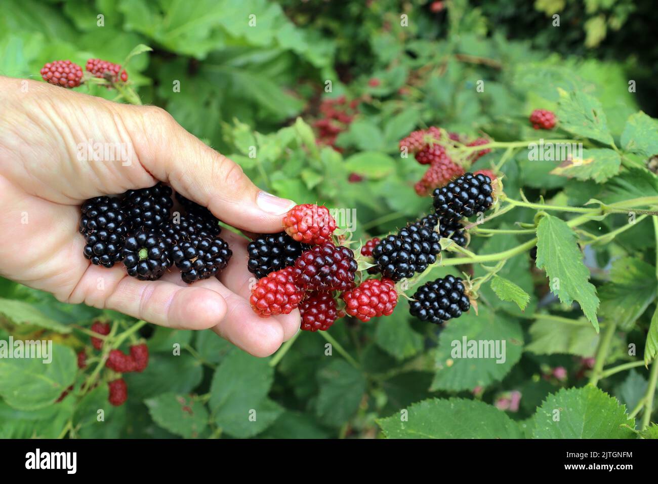 shrubby blackberry (Rubus fruticosus), fruits in different stages of ...