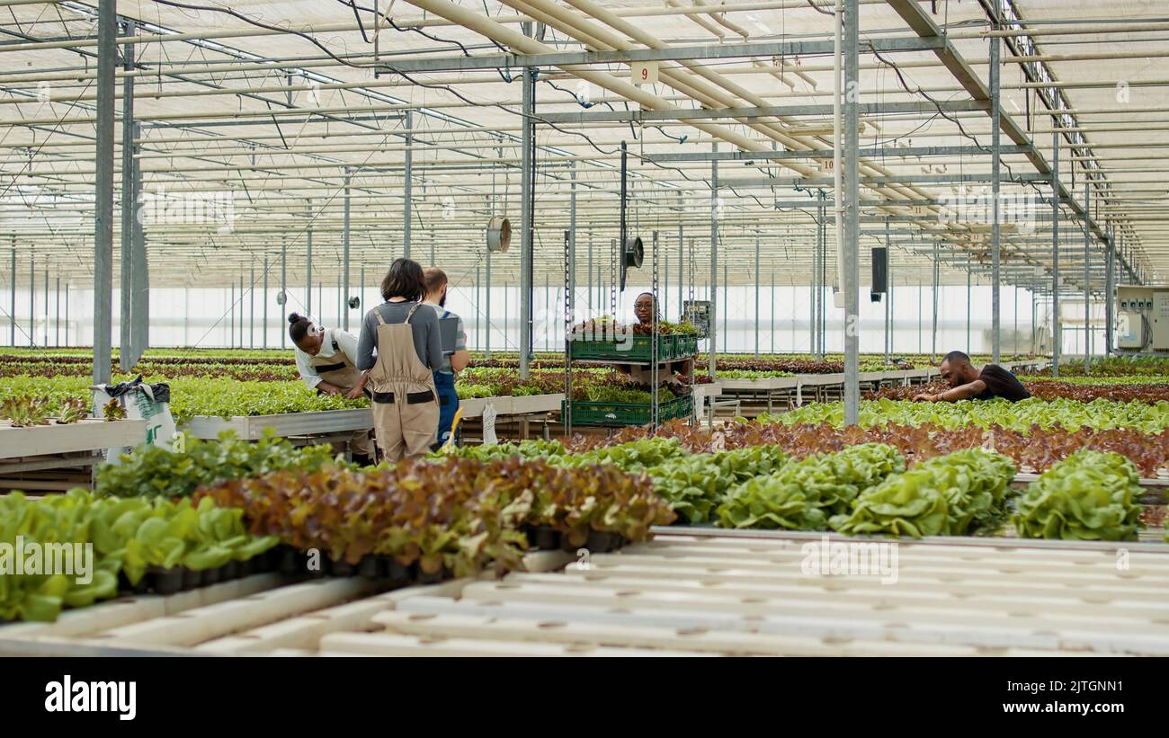 African american woman pushing cart with lettuce crates greeting two ...