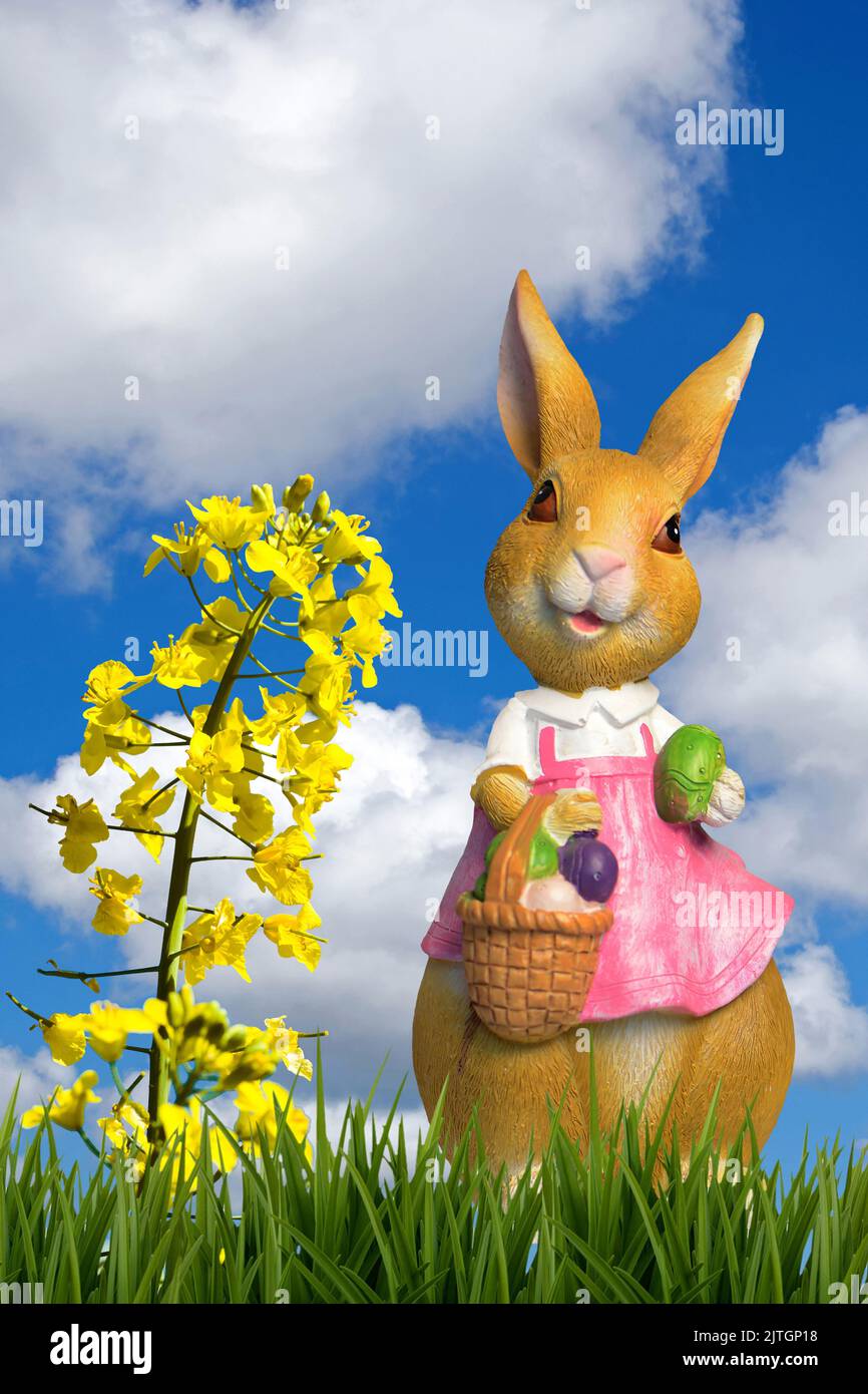 female Eastern bunny with Easter eggs in a meadow with canola ...
