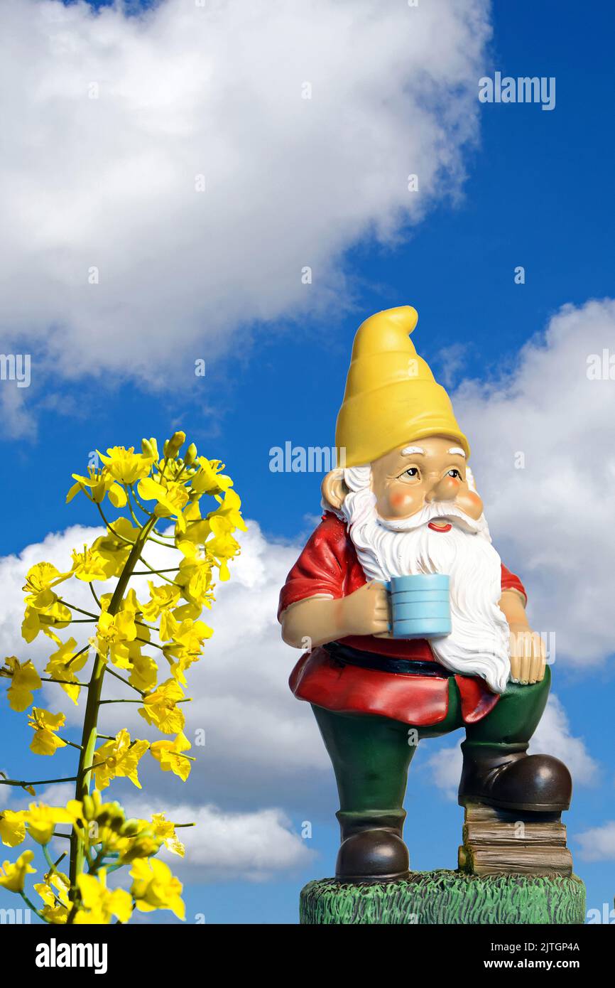 garden dwarf with cup in spring with canola flowers, composing Stock ...