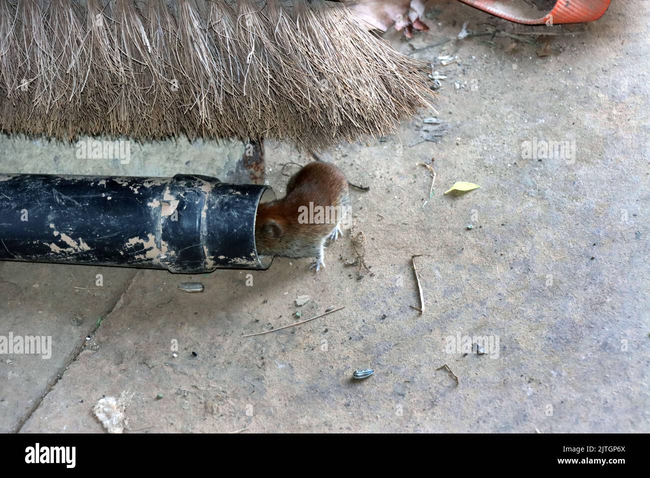 house mouse (Mus musculus), inspects a live trap, Germany, North Rhine ...