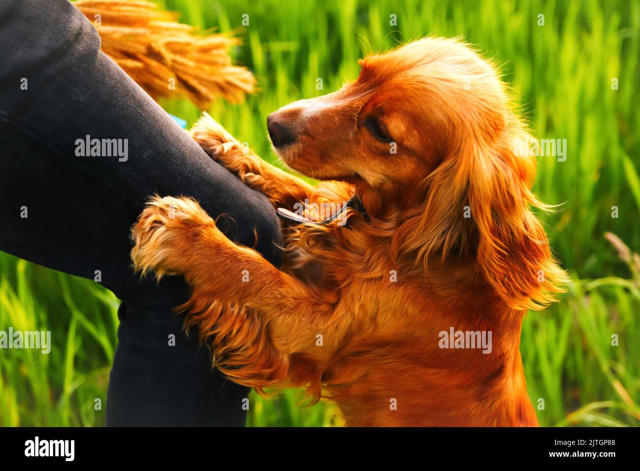 Defocus hand caressing cute homeless dog with sweet looking eyes in ...