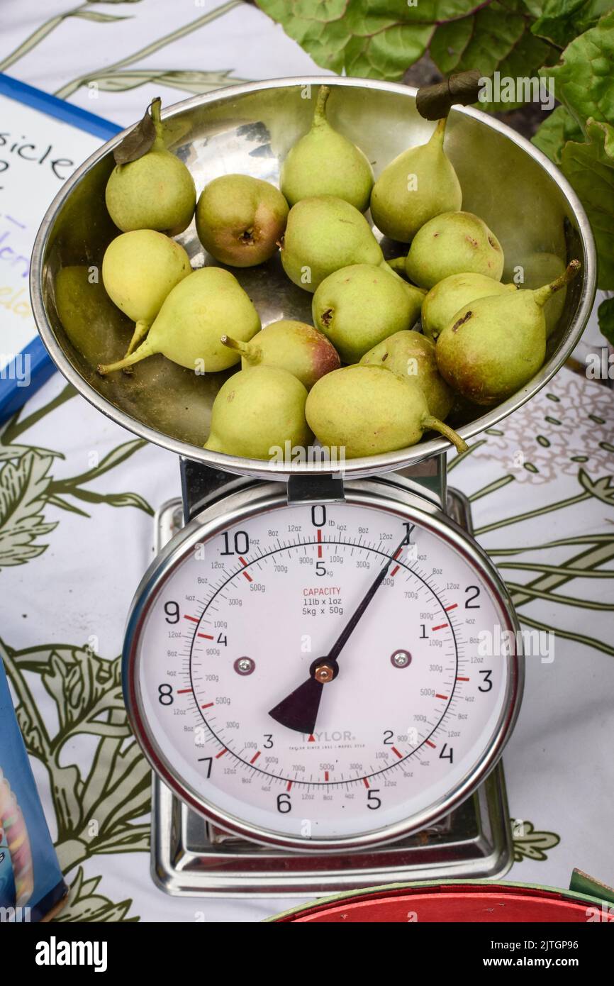 Seckel pears on a scale Stock Photo - Alamy