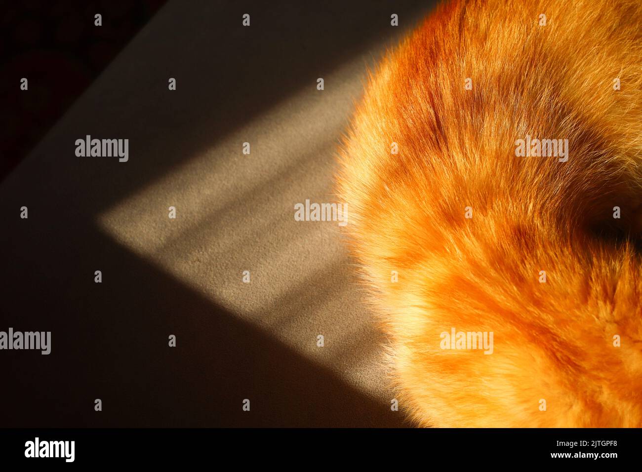 Defocus ginger cat's fur background. Close-up of ginger cat fur for ...
