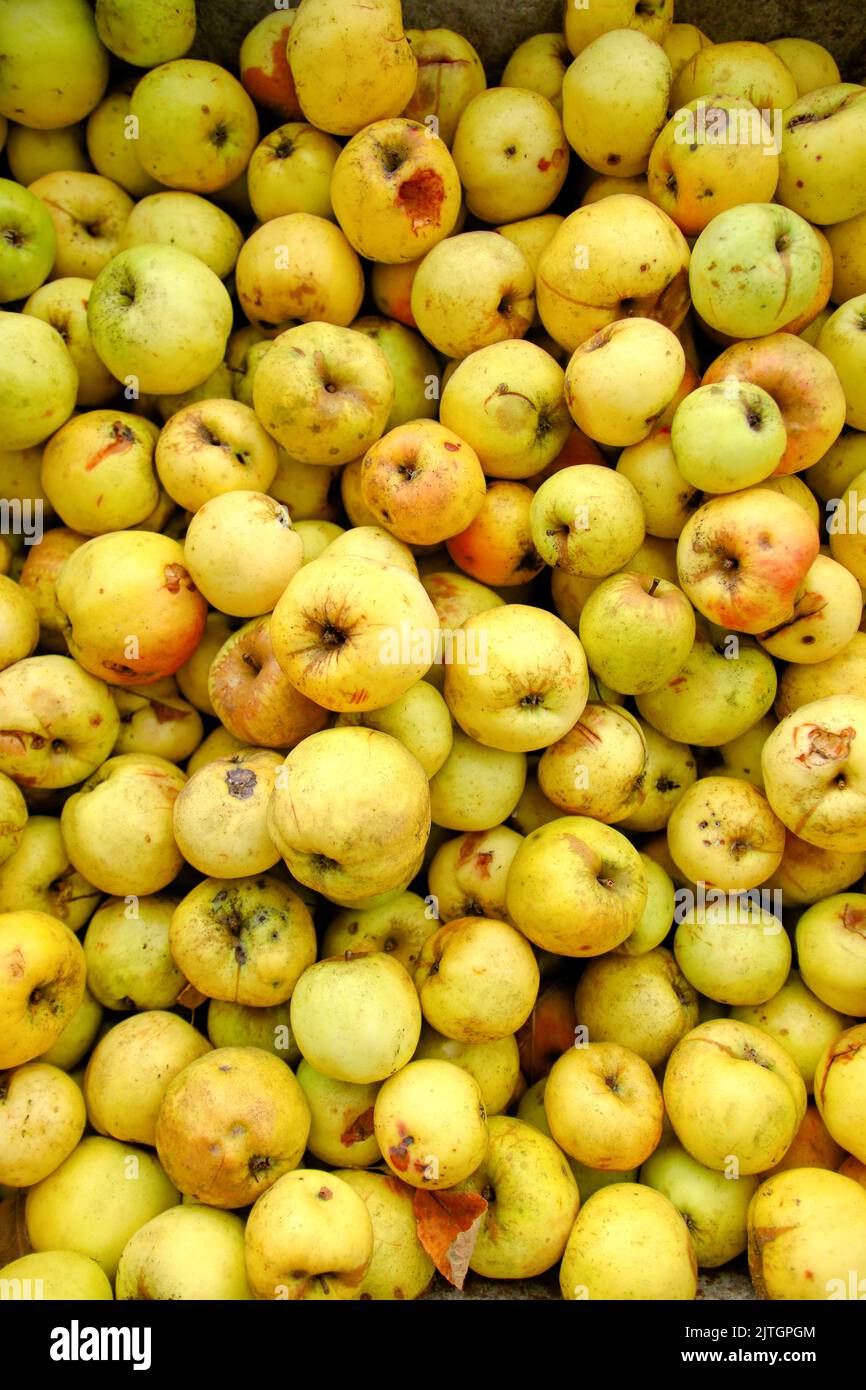 Defocus many yellow fruits background. Green apple texture, lots of ...