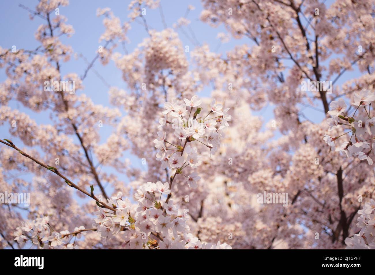 A Close up of dense Cherry Blossom leaves under the blue sky Stock ...