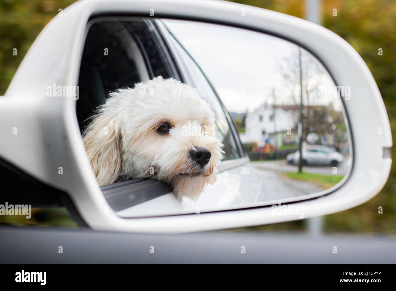 A reflection in a side mirror of an adorable Maltese dog leaning its ...