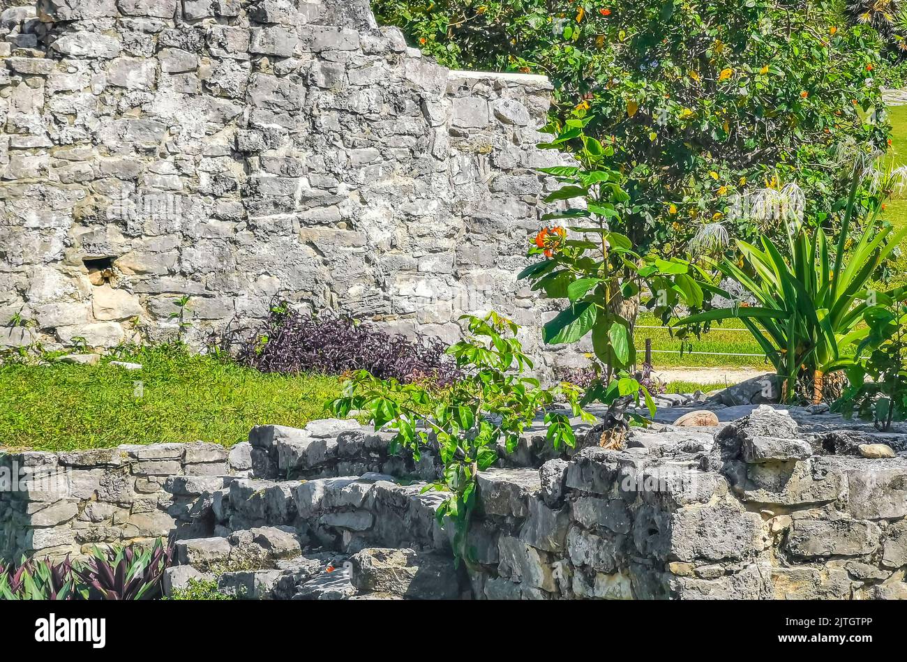 Ancient Tulum ruins Mayan site with temple ruins pyramids and artifacts ...