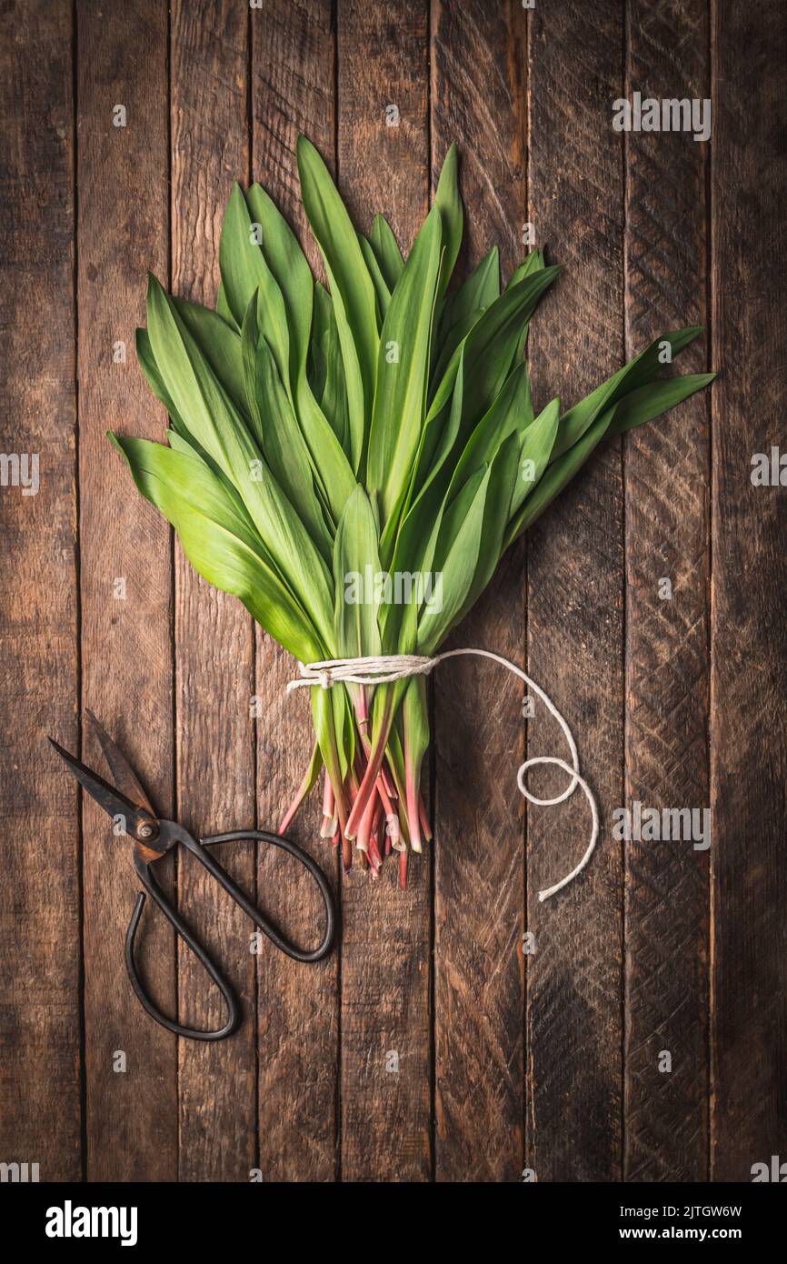 Bunch of ramps (wild garlic) tied with kitchen string and scissors ...