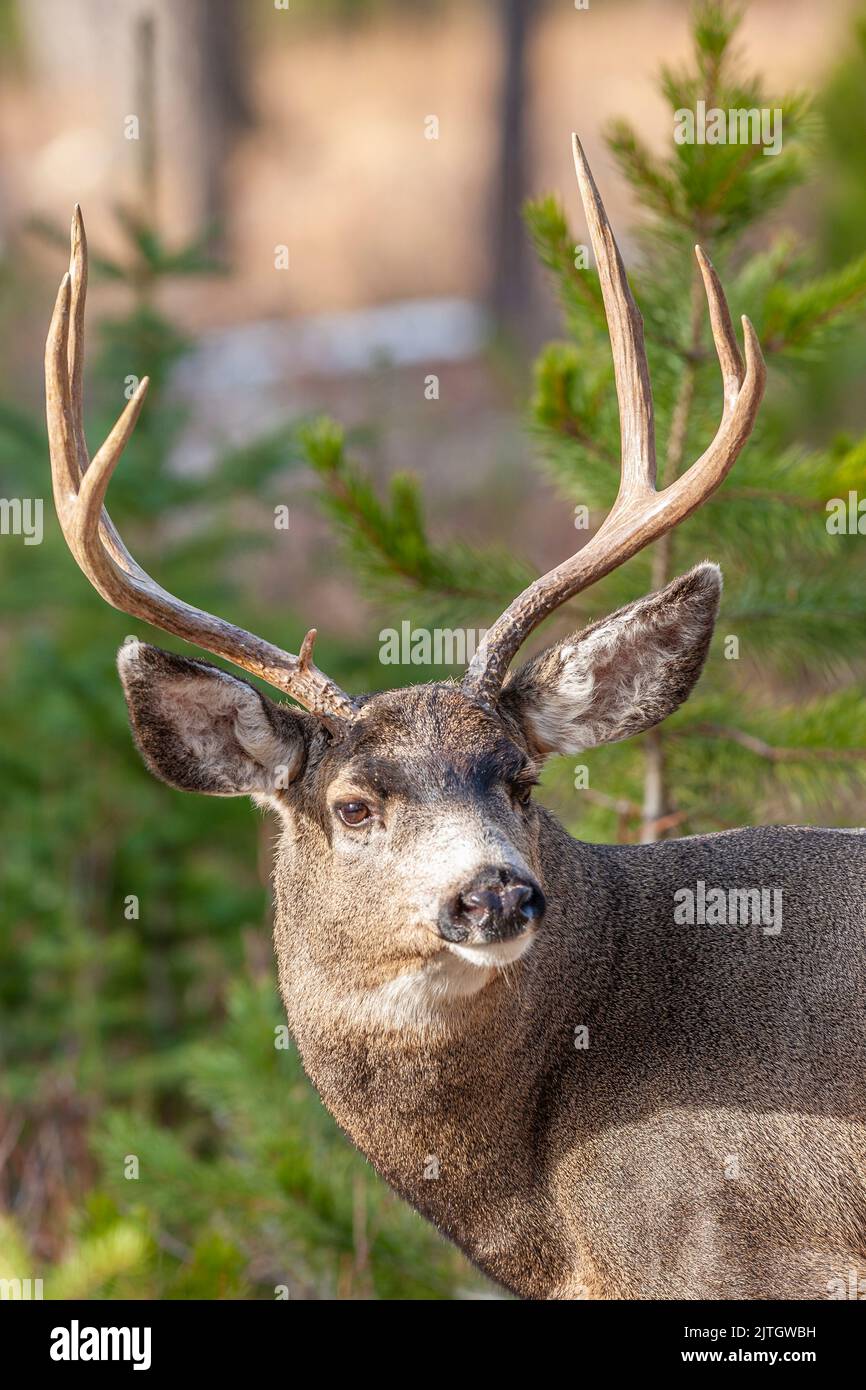 A six-point mule deer (Odocoileus hemionus) buck Stock Photo - Alamy