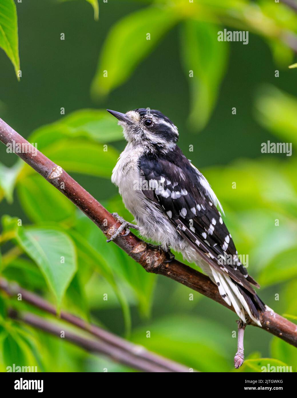 A female Downy Woodpecker (Dryobates pubescens) perched on a tree ...