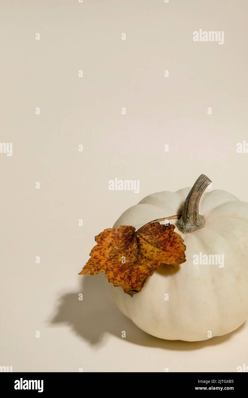 White whole uncooked decorative pumpkin with autumn dry leaves over ...