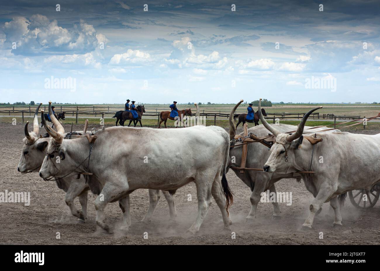 Magyar cowboy performance on a ranch in Hungary shows oxen and horses ...