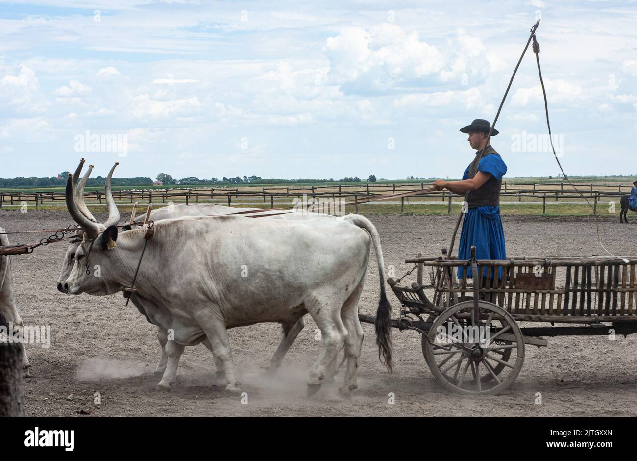 Magyar cowboy performance on a ranch in Hungary shows oxen well trained ...