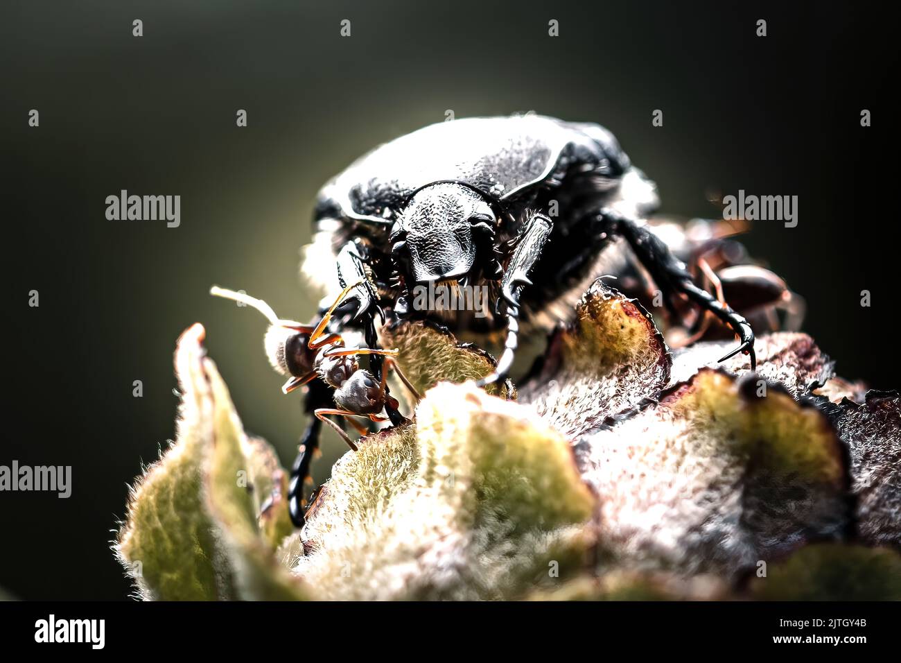 Fighting flower hi-res stock photography and images - Alamy