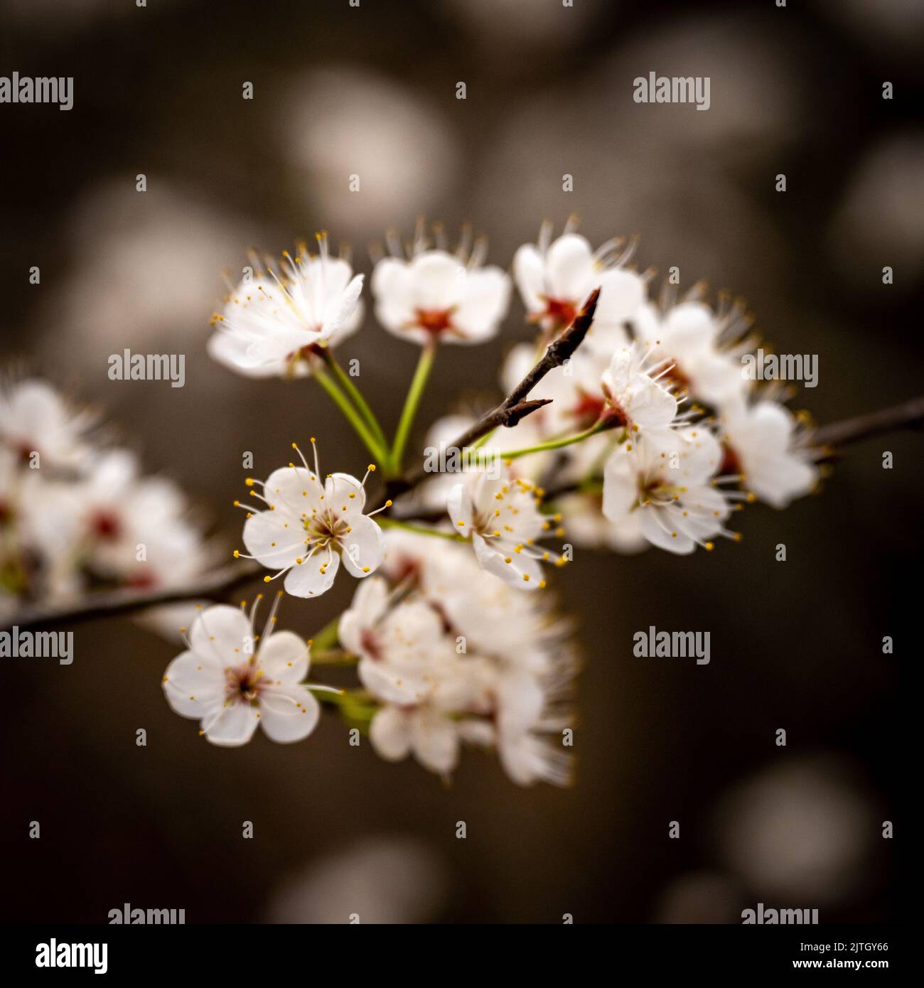Beautiful Blooms of White Flowers On Sour Cherry Tree in Hot Springs ...