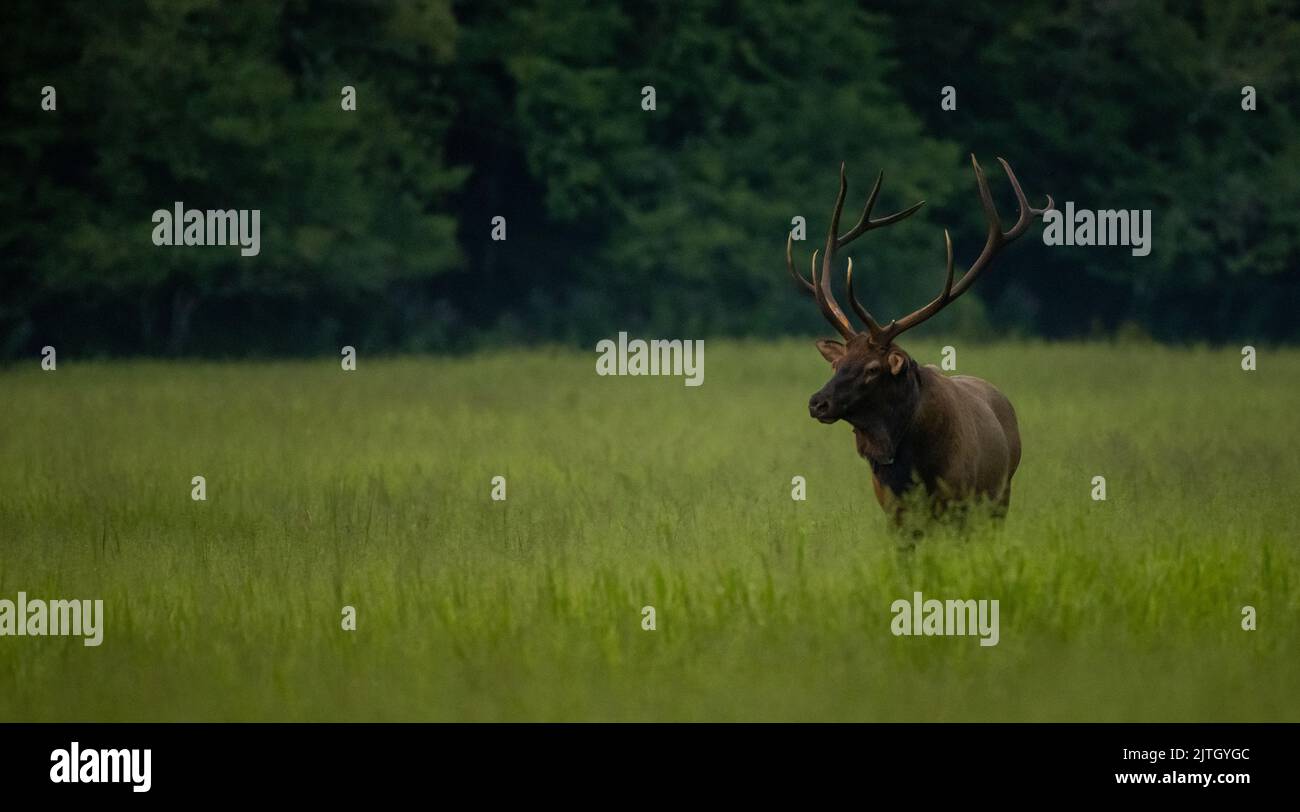 Collared Bull Elk Stands Tall With Large Rack In Grassy Meadow in Great ...