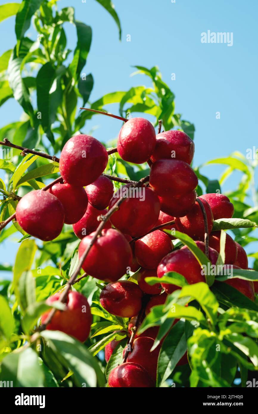 Beautiful close up with red fruits of ripe nectarines on the tree Stock ...