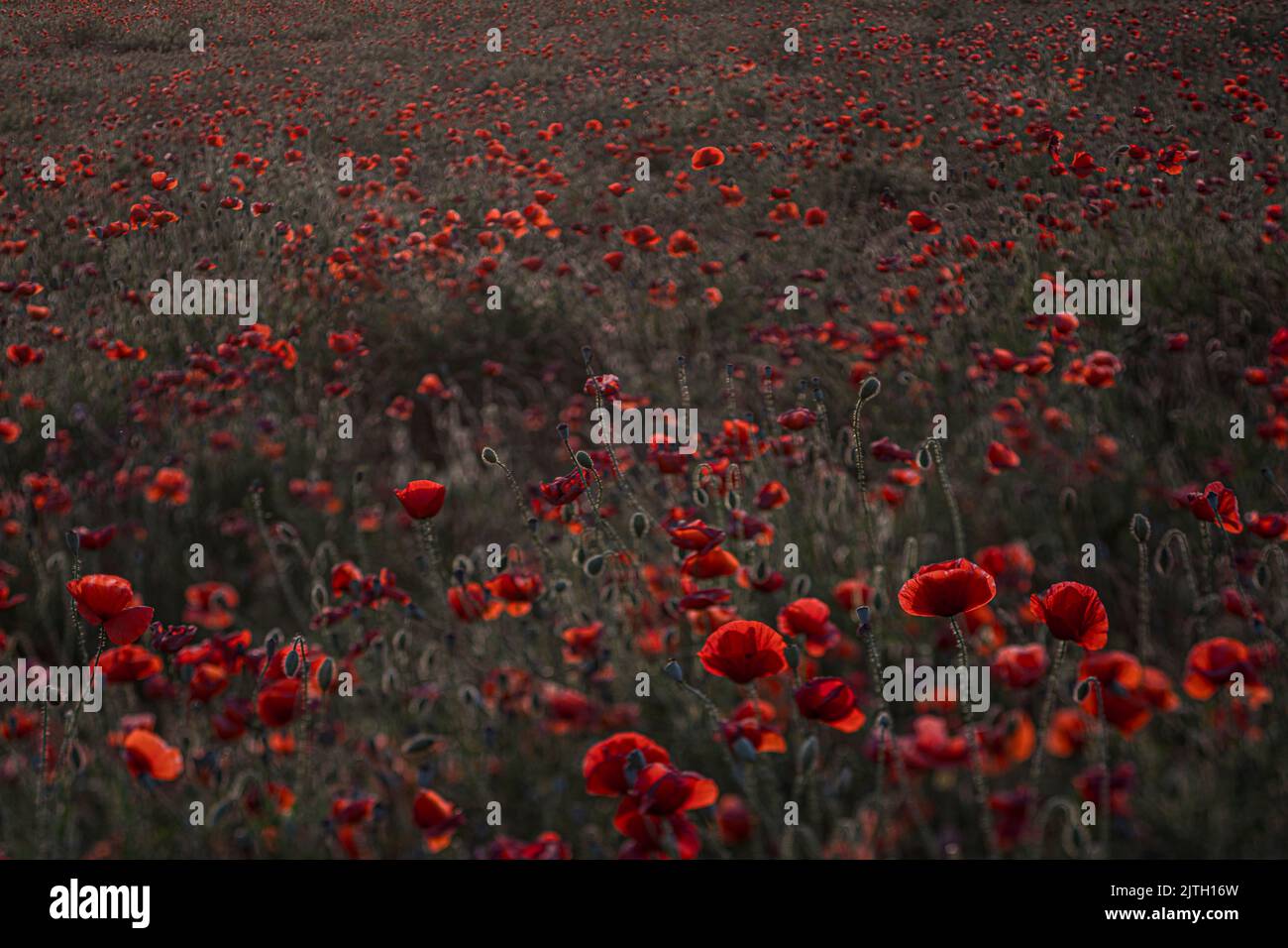 Close up of red poppy field illuminated in backlit by low lying sun ...